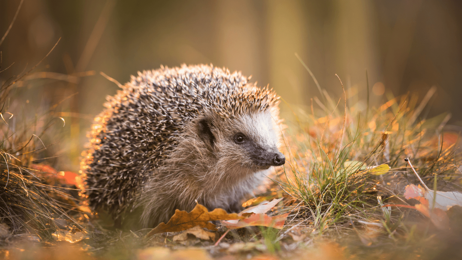 UK Hedgehog population to be tracked by AI | 4th Platform